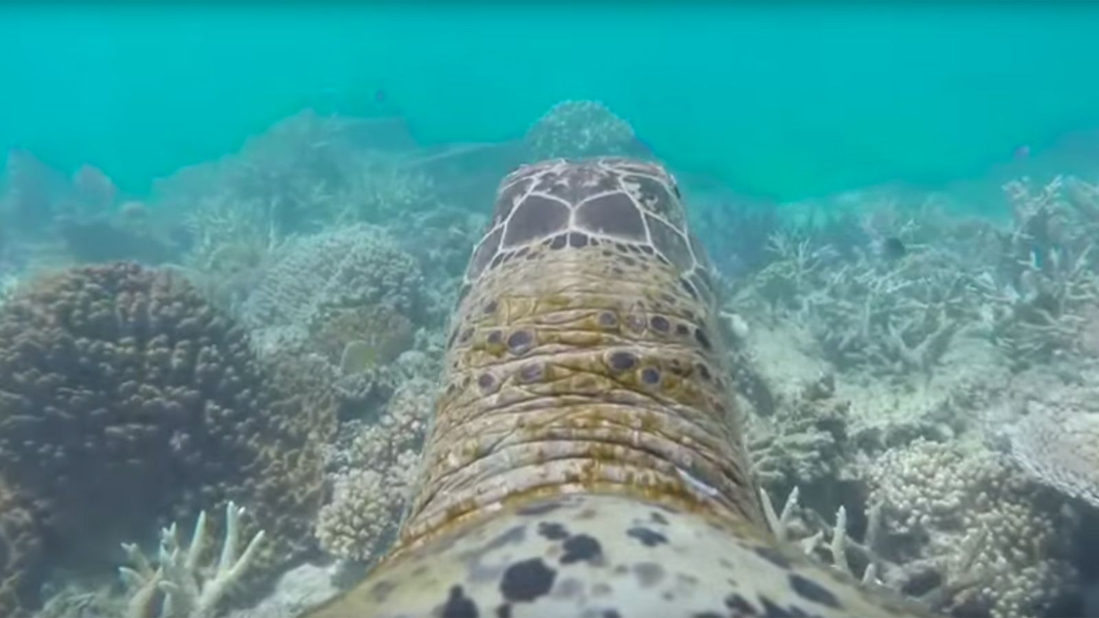 Video: Great Barrier Reef filmed from turtle's back